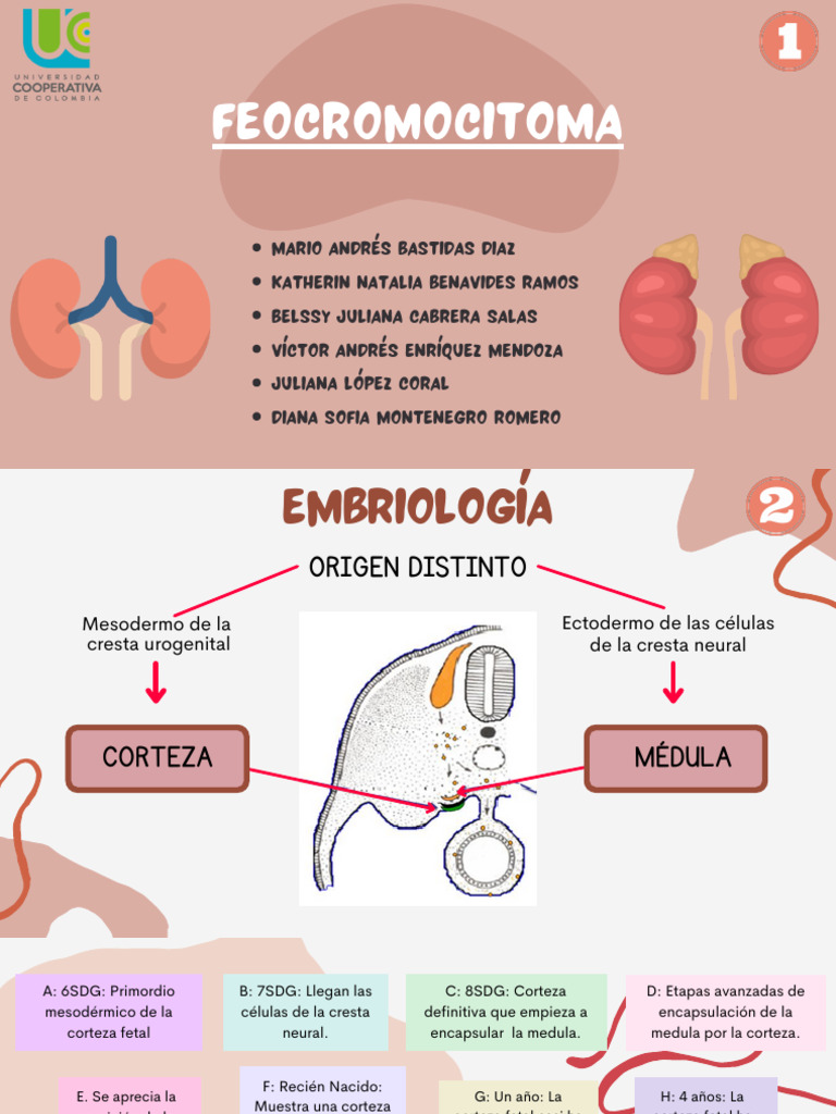 FEOCROMOCITOMA | Descargar gratis PDF | Glándula suprarrenal | Sistema ...
