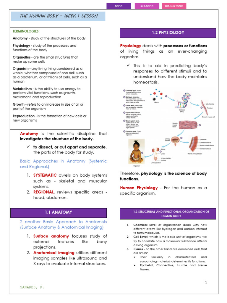ANAPH-LESSONS12-REVIEWER | PDF | Endoplasmic Reticulum | Osmosis