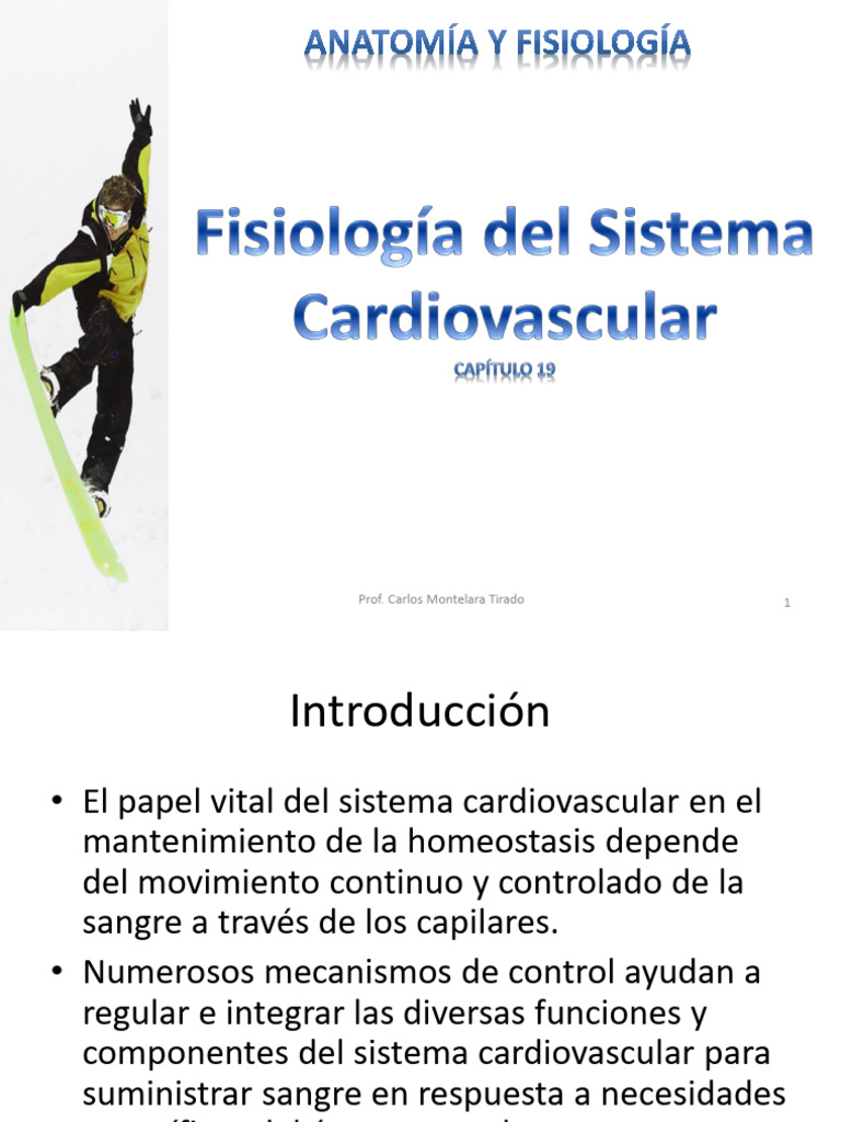 Cap. 19 FisiologÃ A Del Sistema Cardiovascular | PDF | Electrocardiografia | Corazón