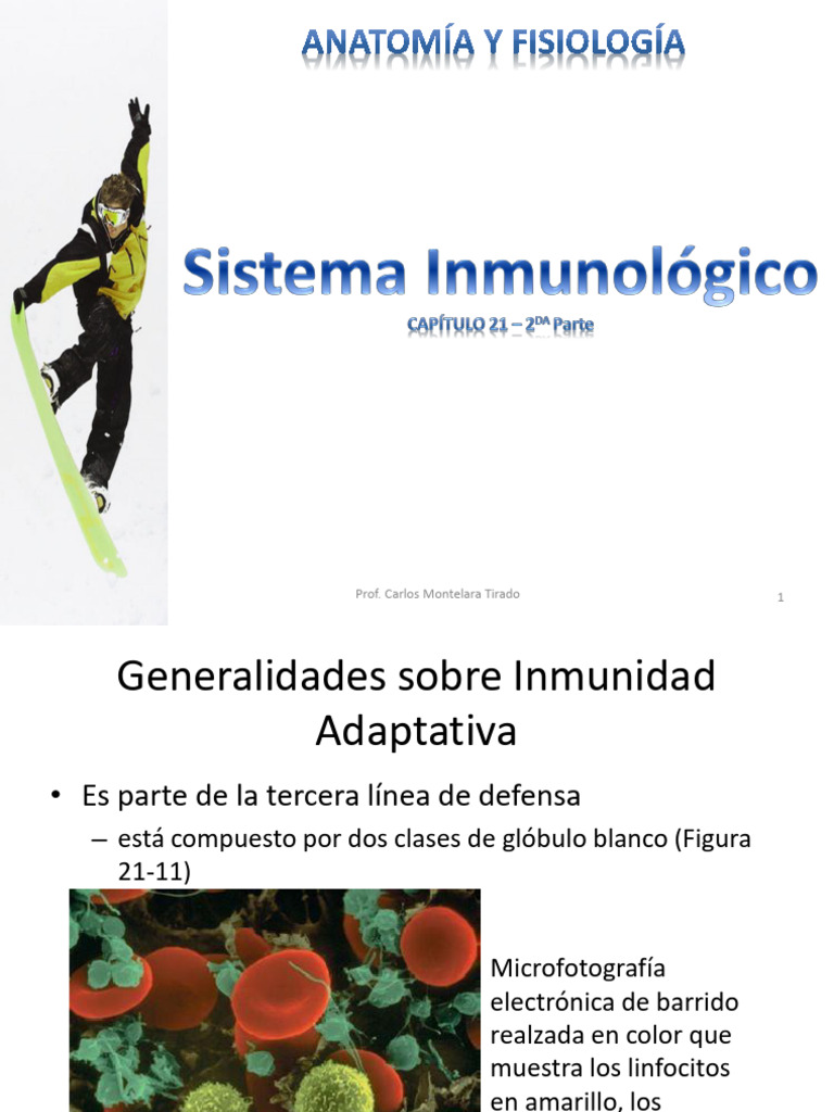 Sistema InmunolÃ Gico 2 | PDF | Sistema inmune | Linfocitos