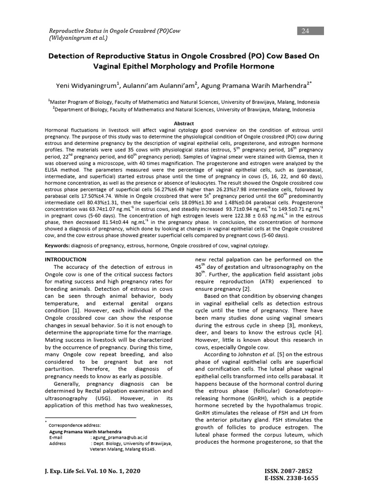 Detection of Reproductive Status in Ongole Crossbred (PO) Cow Based On ...