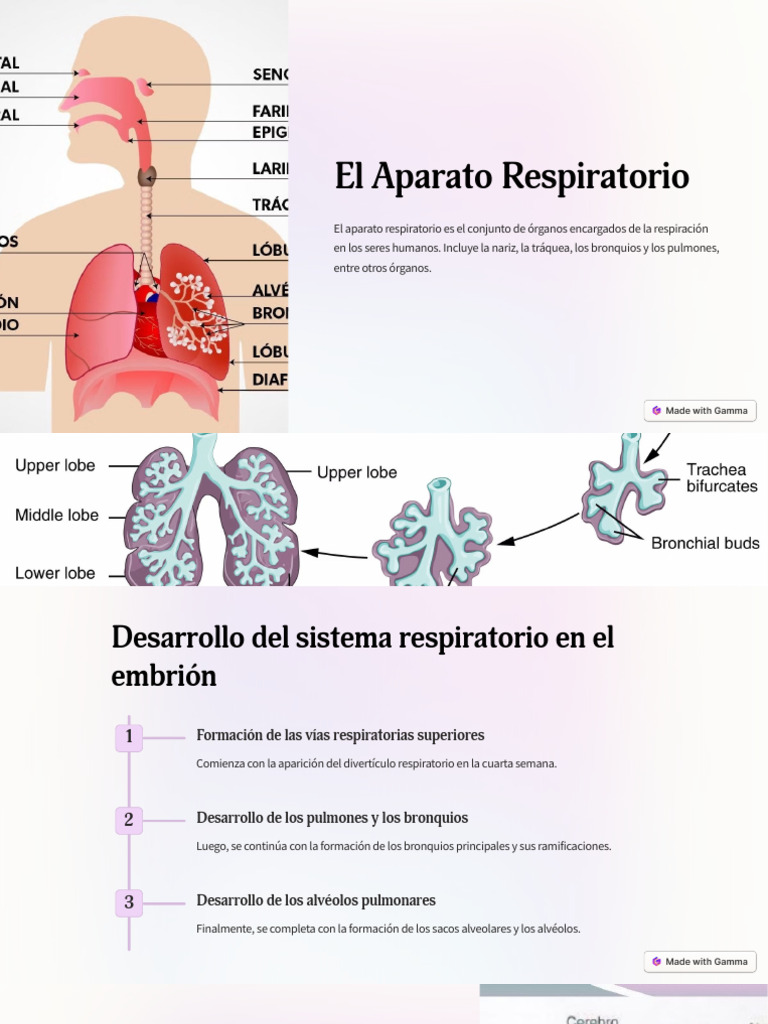 El Aparato Respiratorio | Descargar gratis PDF | Sistema respiratorio | Pulmón