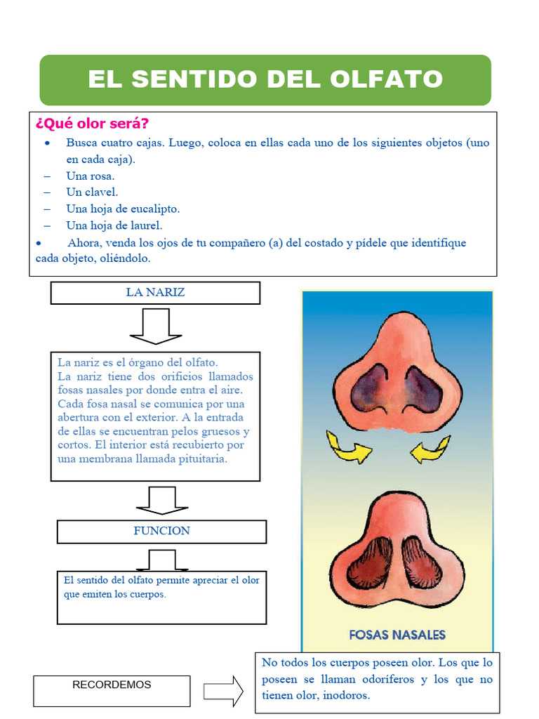 El sentido del olfato para niños | PDF | Olor | Sistema límbico