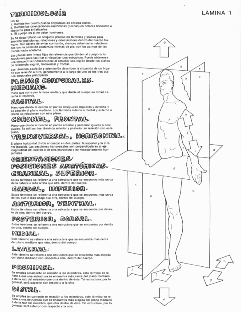 Lámina Planos Corporales | PDF
