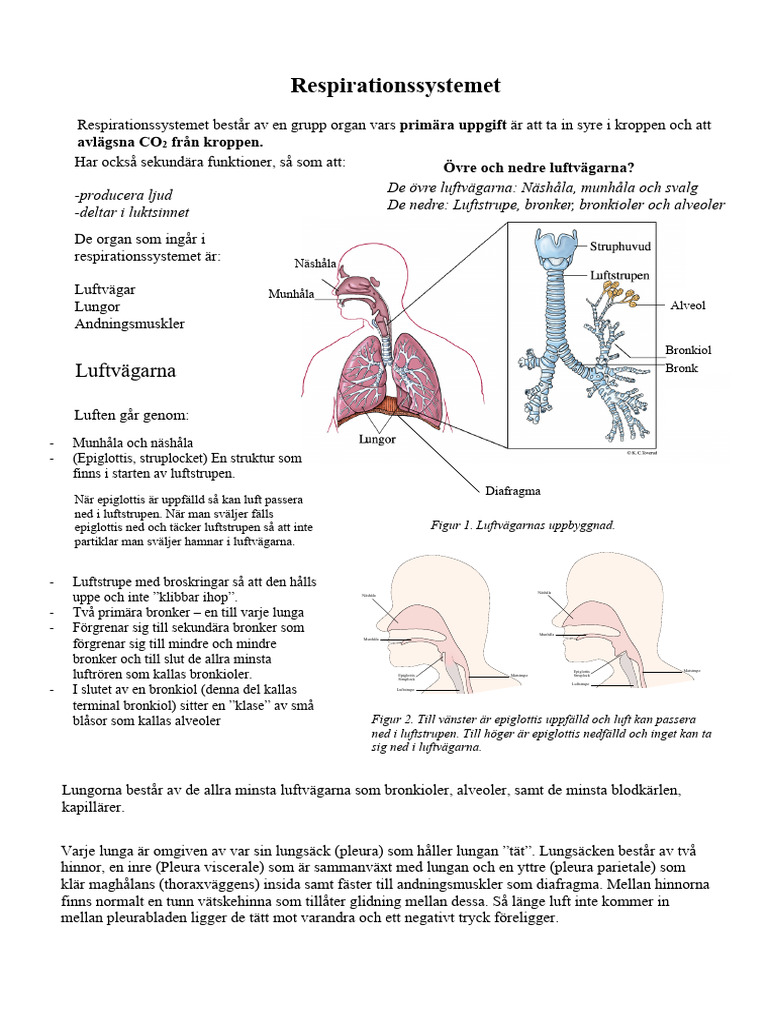 Genomgång Respirationssystemet | PDF
