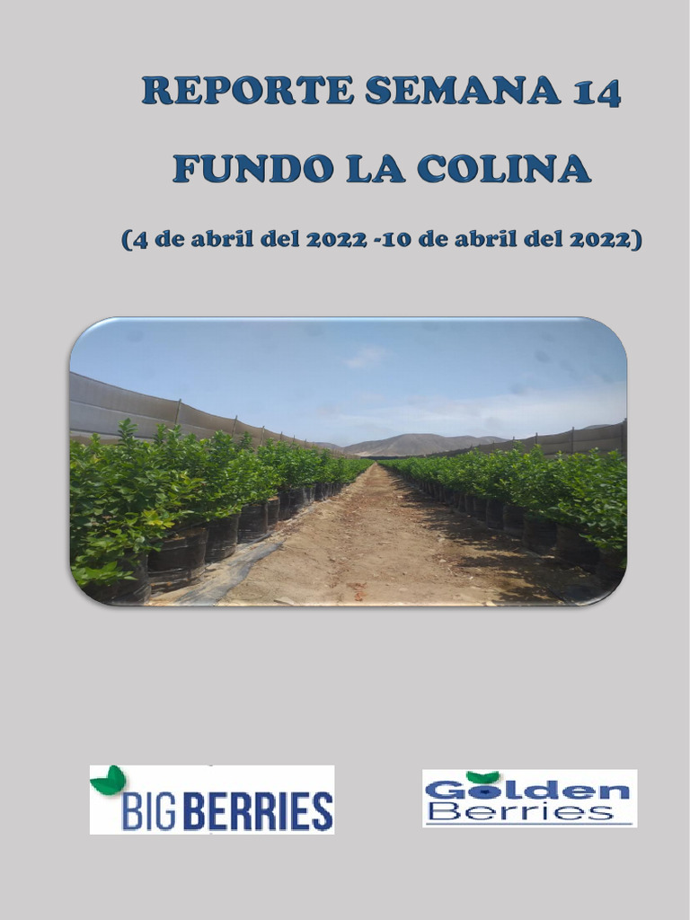 INFORME SEMANA 14 FUNDO LA COLINA | PDF