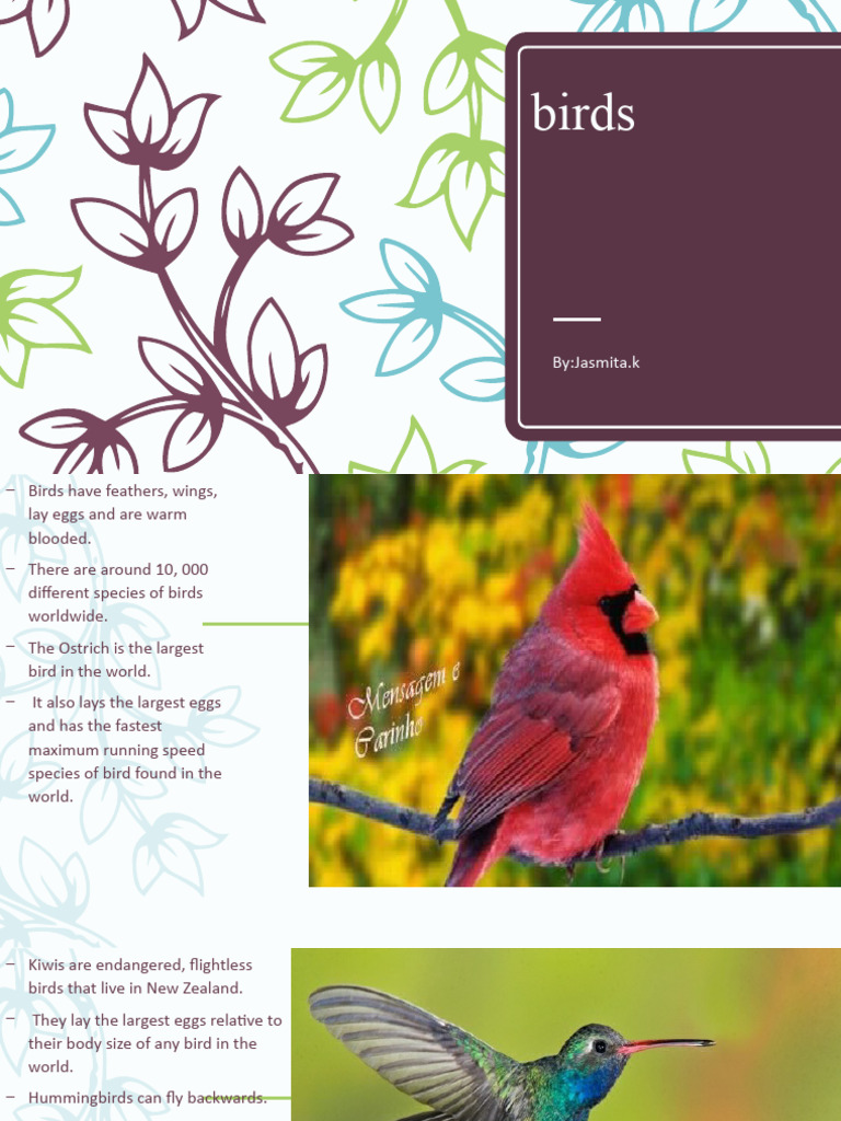 Fascinating Facts About Birds | PDF