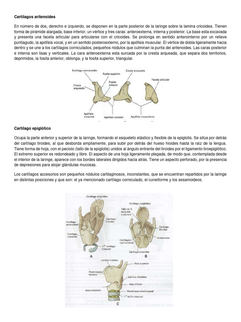 Anatomía de Cartílagos Laríngeos | PDF | Laringe | Cabeza y cuello humanos
