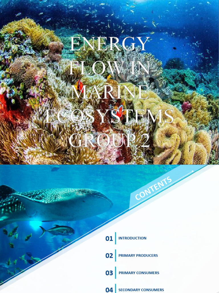 ENERGY FLOW IN MARINE ECOSYSTEM WPS Office | PDF | Food Web | Ecosystem