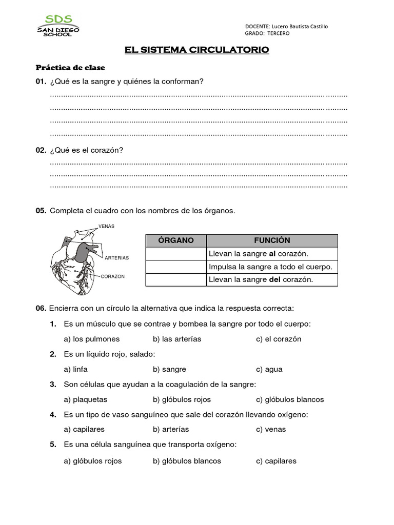 Sistema Circulatorio 3° | PDF | Sistema circulatorio | Sangre