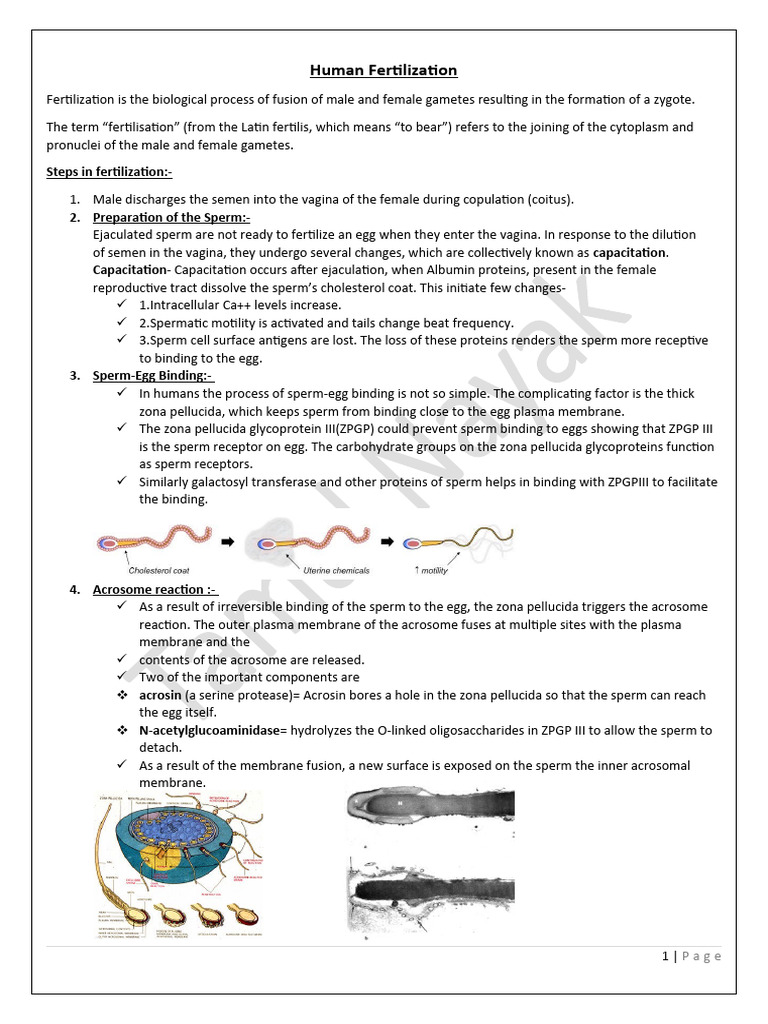 Human Fertilization | PDF | Fertilisation | Sperm