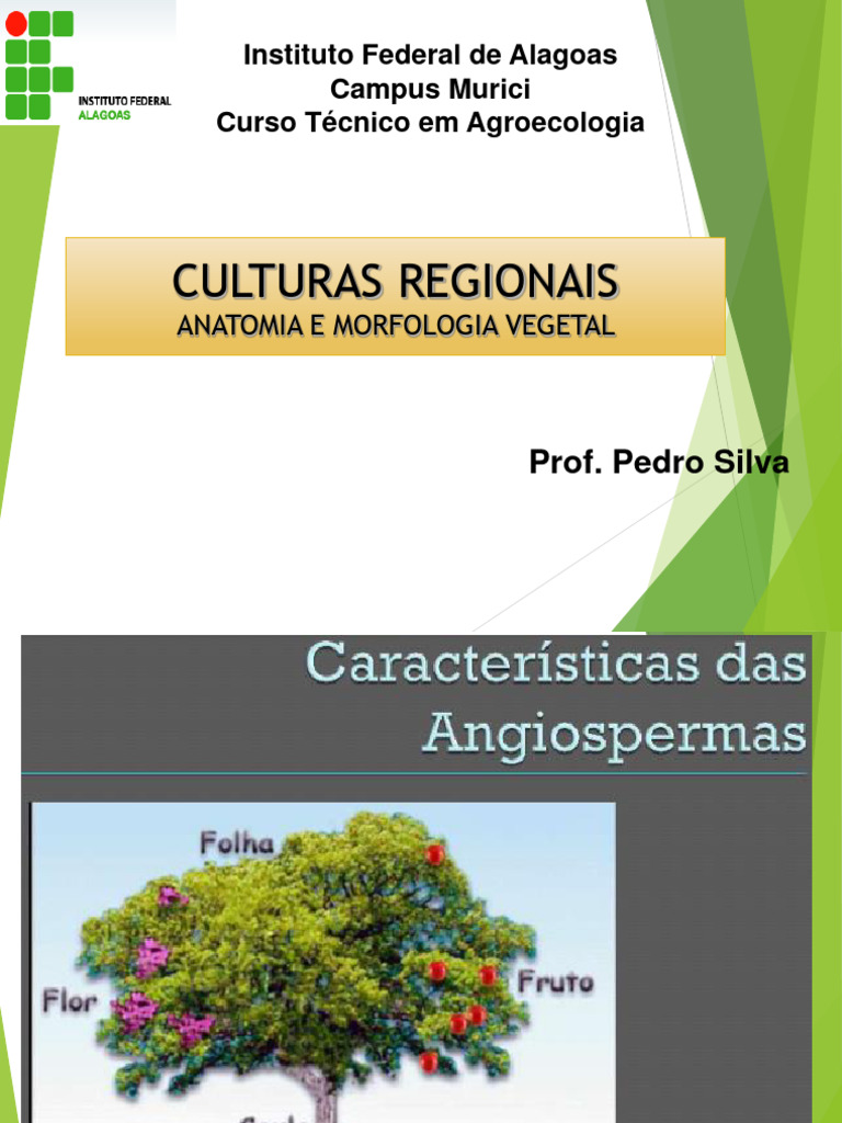 Aula de Morfologia Vegetal. | PDF | Raiz | Folha