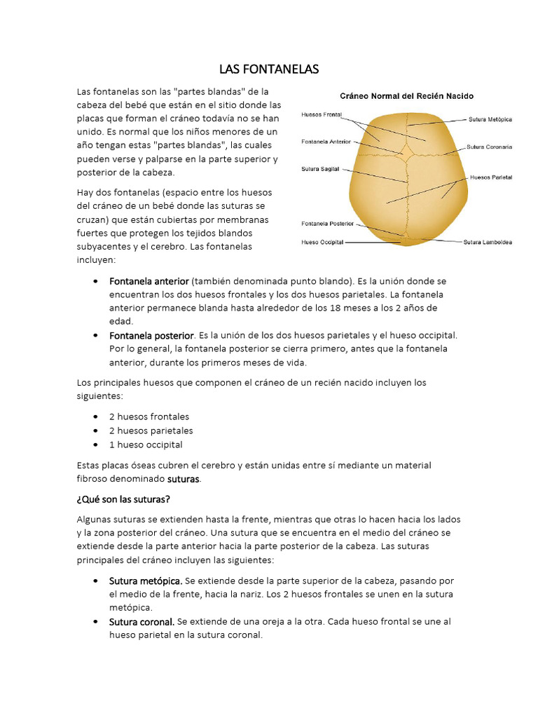 Las Fontanelas | PDF | Cráneo | Sistema esquelético