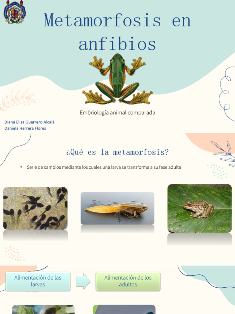 Metamorfosis en Anfibios | PDF | Relaciones personales, crianza y ...
