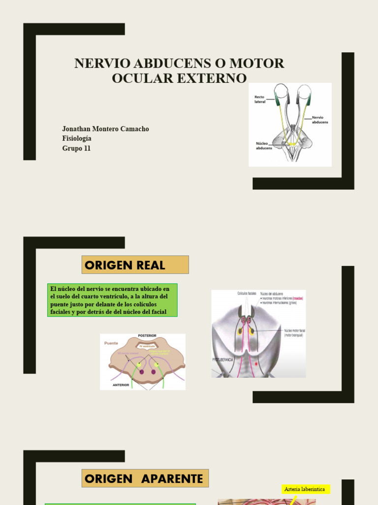 Nervio Abducens o Motor Ocular Externo | PDF