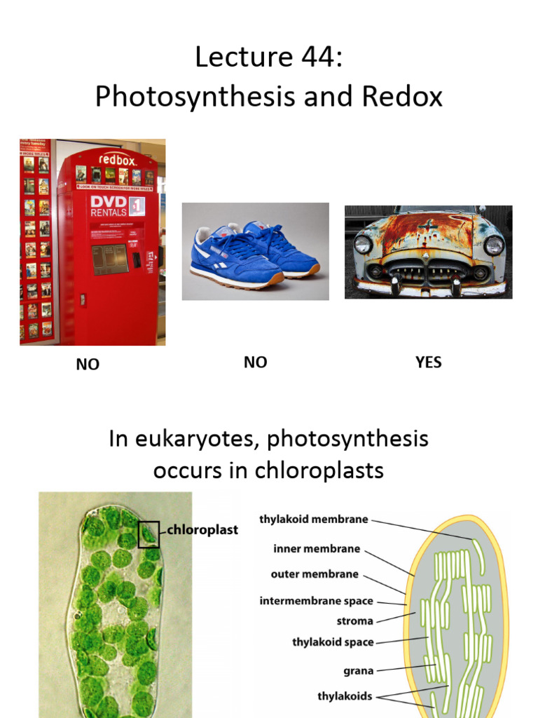 lecture 44 slides no animations | PDF | Redox | Photosynthesis