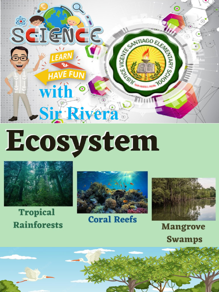 Ecosystem-Mangroove Swamp | PDF