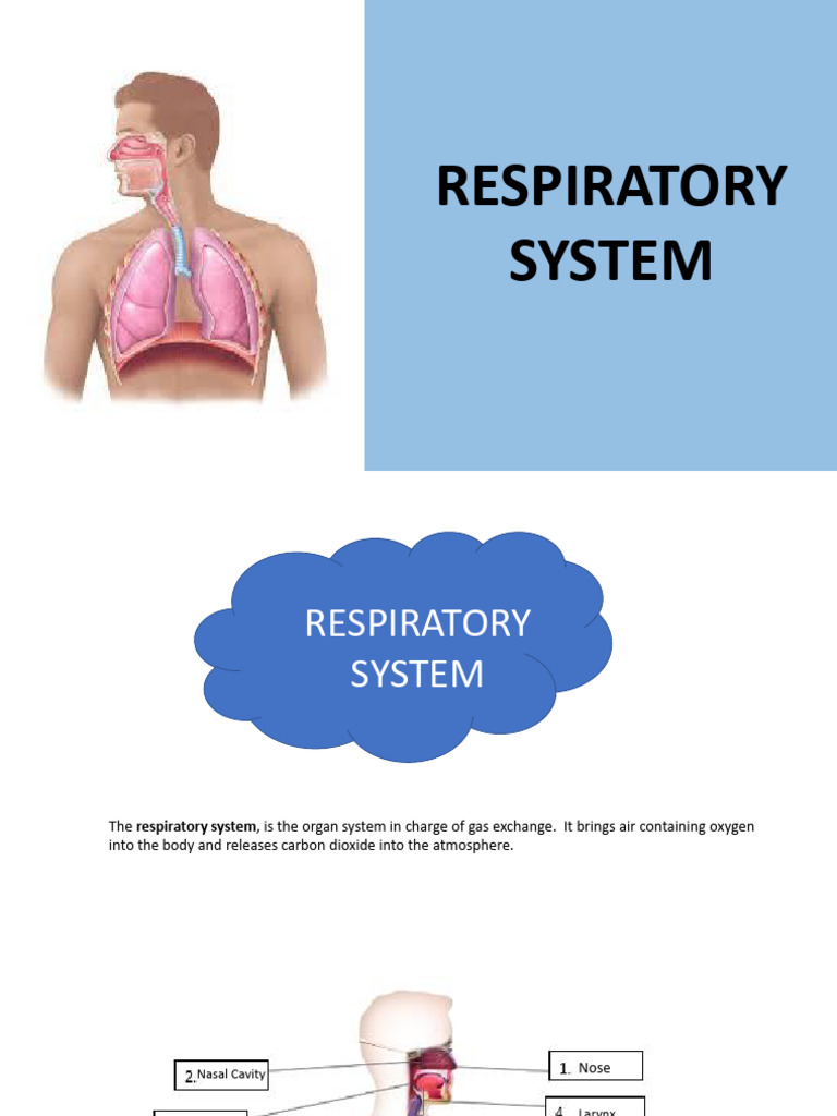 Ppt-Grade 9 - Respiratory System | PDF | Respiratory Tract | Lung