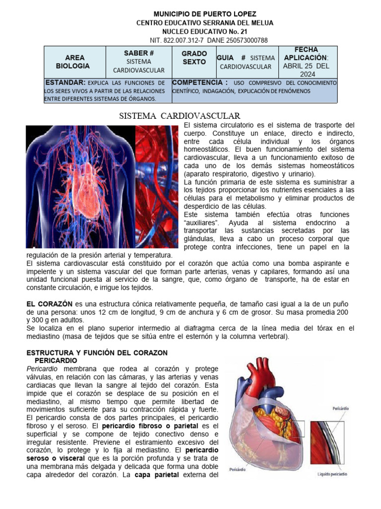 Guia 14 Sistema Cardiovascular | Descargar gratis PDF | Corazón ...