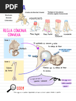Coxa Vara y Valga | PDF | Sistema esquelético | Sistema musculoesquelético