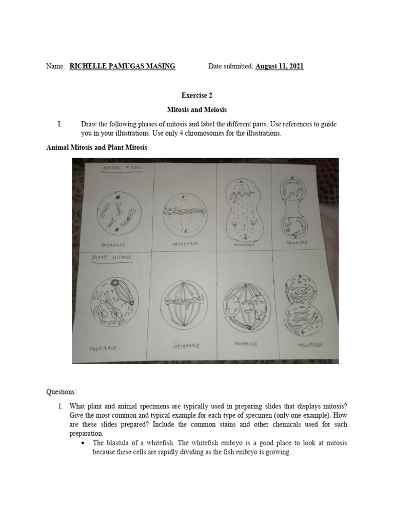 Exercise 2 Mitosis and Meiosis | PDF | Meiosis | Mitosis
