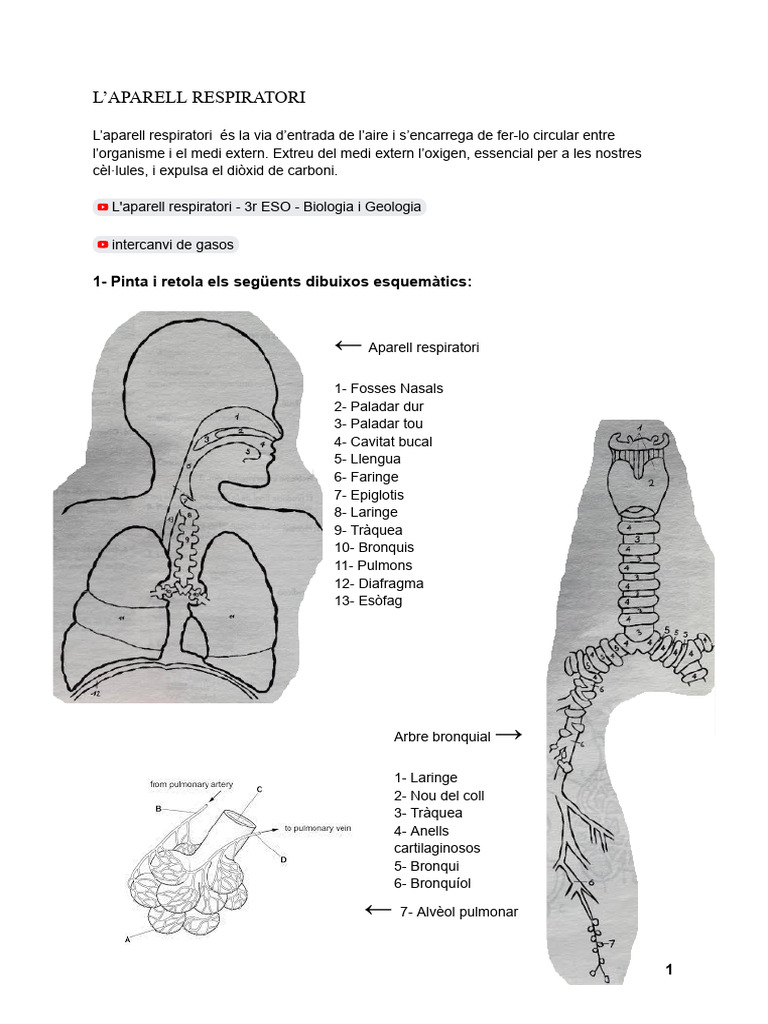 L’APARELL RESPIRATORI (3) | PDF