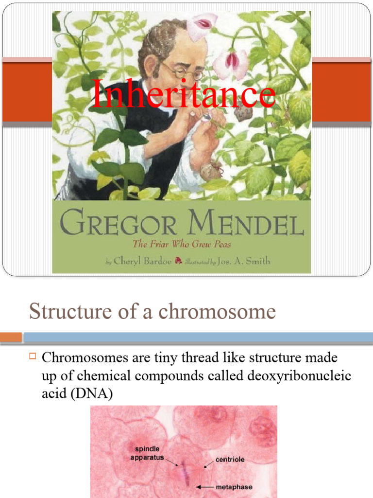 Inheritance | PDF | Dominance (Genetics) | Allele