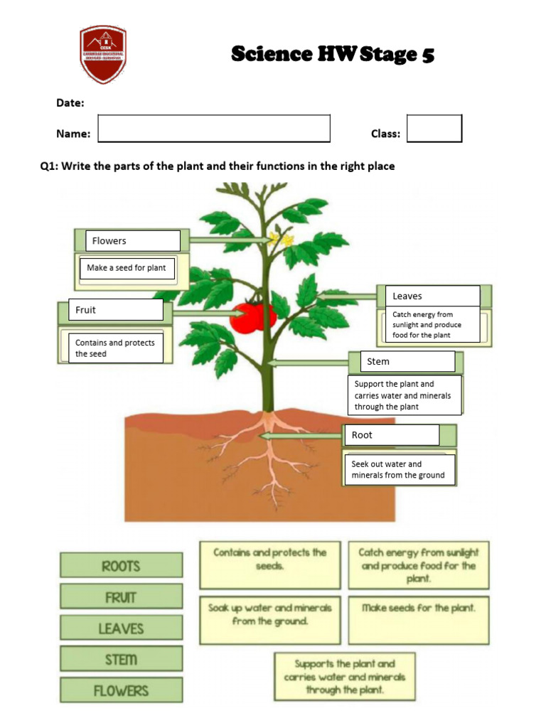 Answer Key Stage 5 Science Winter Pack Wednesday 23rd December 2020 ...