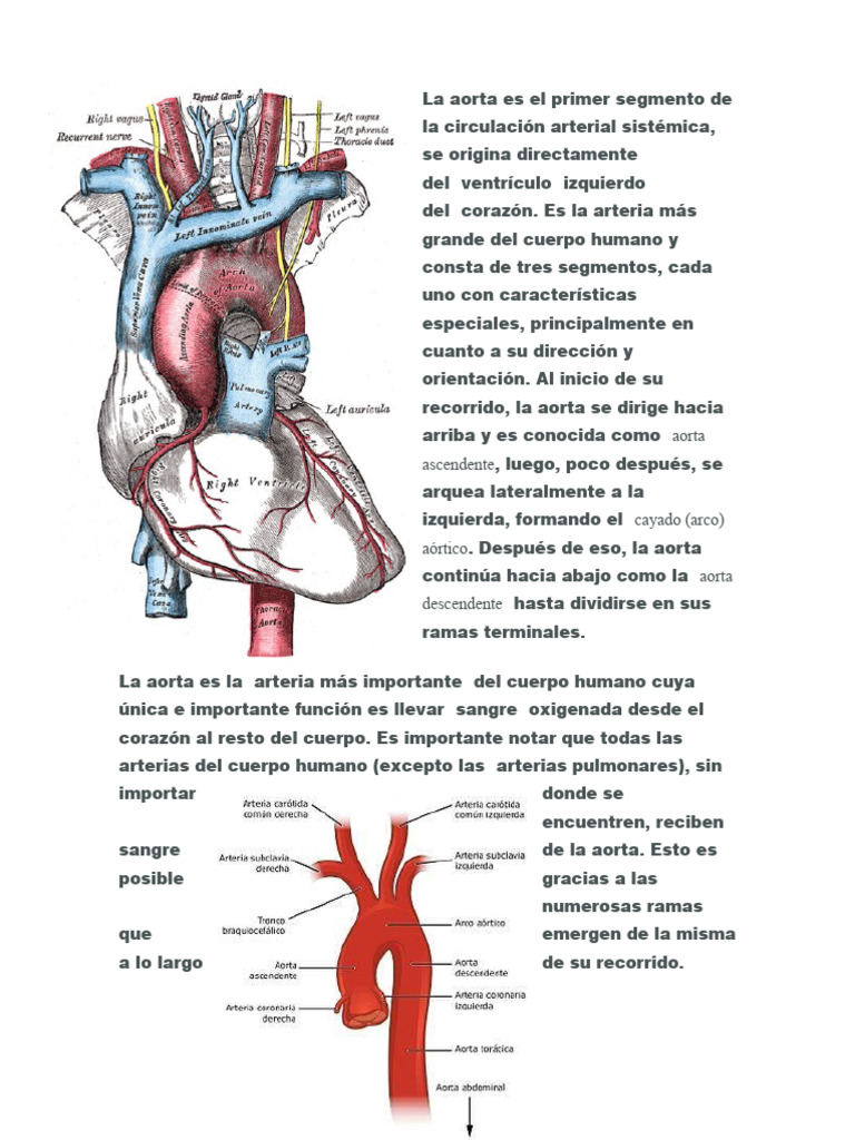 recorrido de la aorta | PDF | Aorta | Corazón