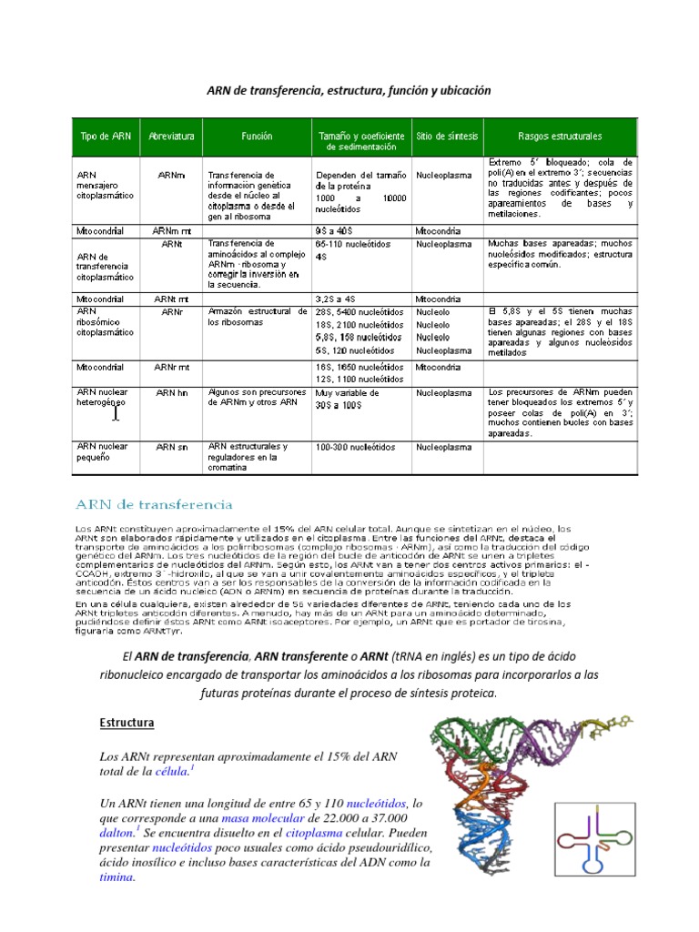ARN de Transferencia | PDF | Rna | Ácidos nucleicos