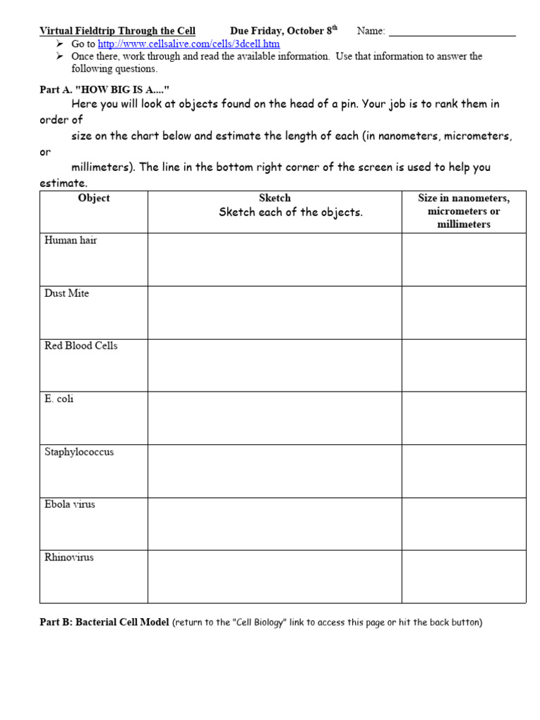 Cell Webquest | PDF | Cell (Biology) | Organelle
