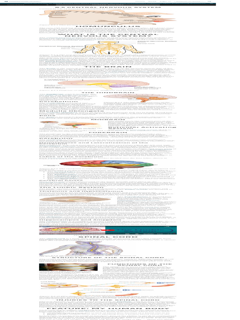 8.5 Central Nervous System - Human Biology 2 | Download Free PDF ...
