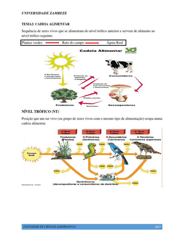 Tema 2 CADEIA ALIMENTAR | PDF | Fotossíntese | Ecologia de sistemas