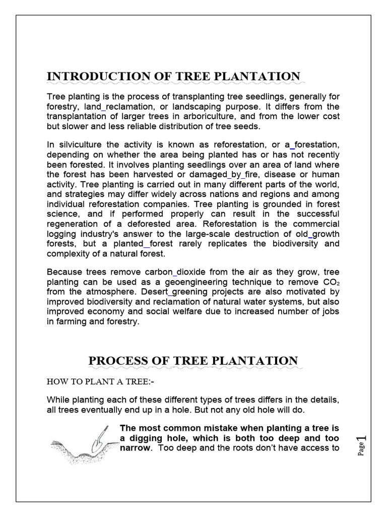 Tree Plantation Process and Guidelines | PDF | Trees | Soil