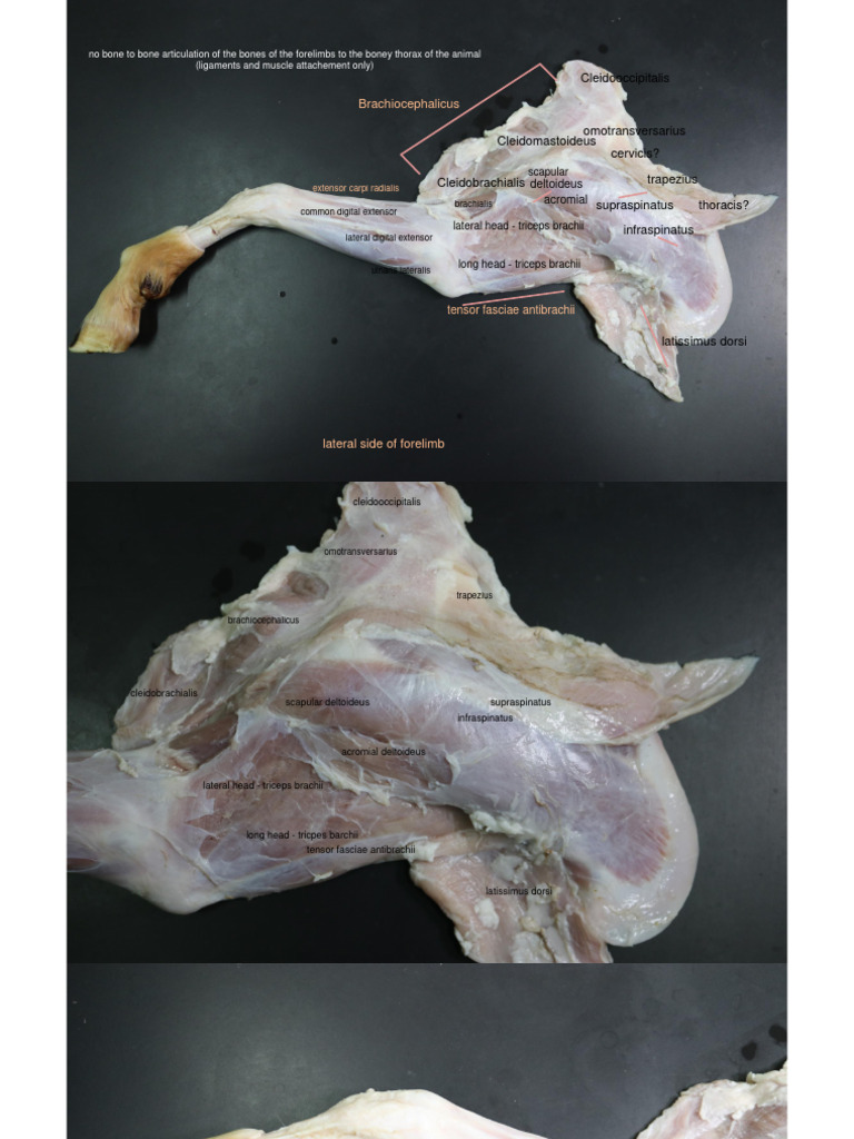 Forelimb Muscle and Ligament Anatomy | PDF | Abdomen | Joints