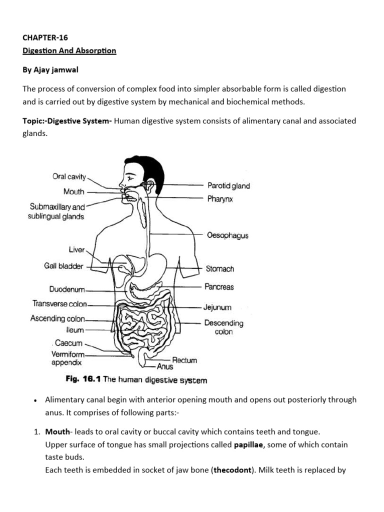 Human Digestive System Overview for Class 10 | PDF | Digestion ...