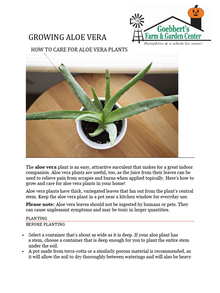 Growing Aloe Vera | PDF | Drainage | Plants
