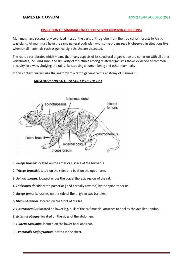 James' Dissection Notes | PDF | Stomach | Small Intestine