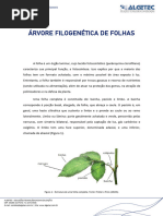 Tipos de Filotaxia em Plantas Vasculares | PDF | Folha | Morfologia vegetal