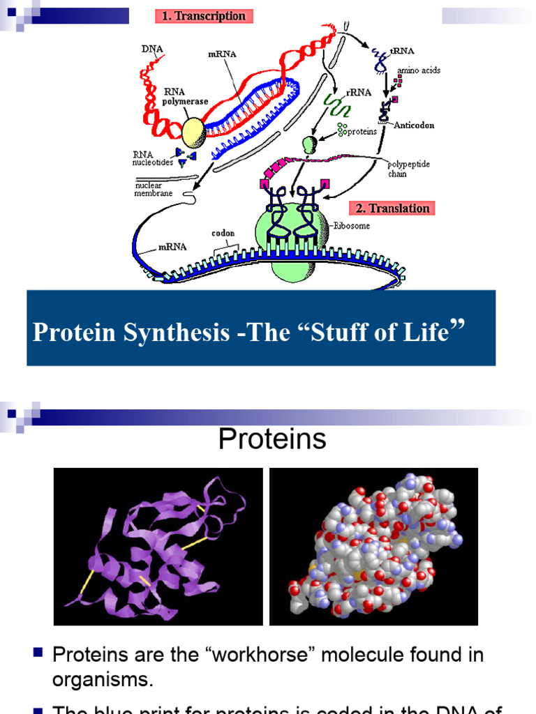 Understanding Protein Synthesis Process | PDF | Rna Splicing | Rna