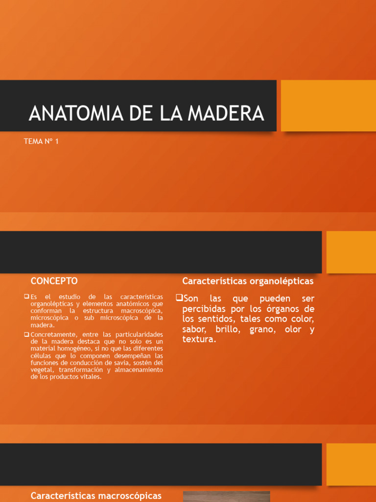 PDF Anatomía de La Madera | PDF | Madera
