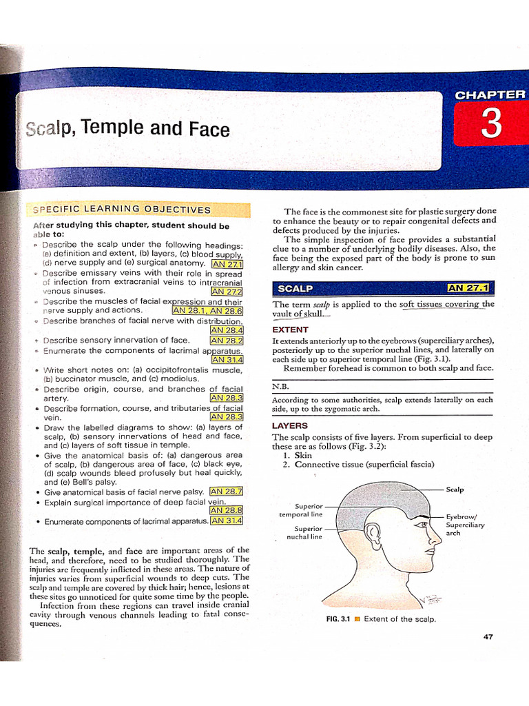 Scalp | PDF