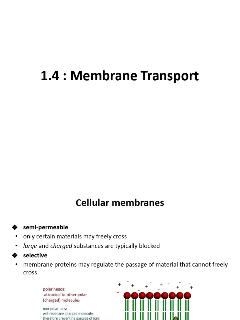1.4 Membrane Transport | PDF | Cell Membrane | Vesicle (Biology And ...