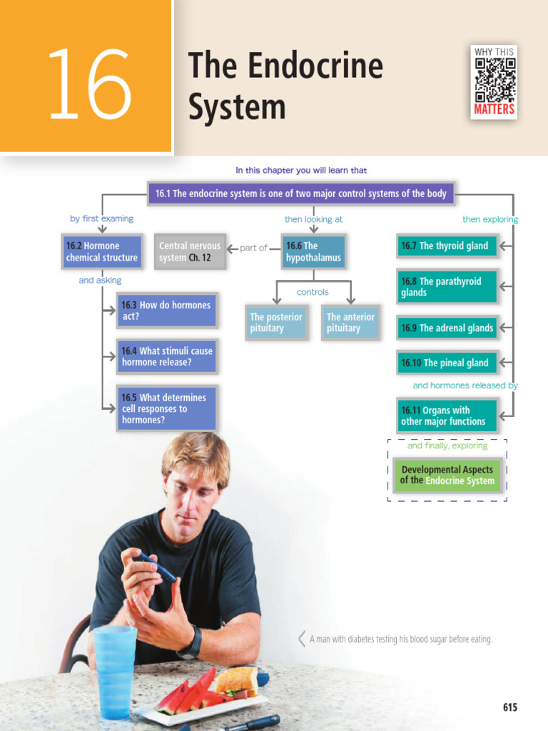 The Endocrine System | PDF | Hormone | Endocrine System