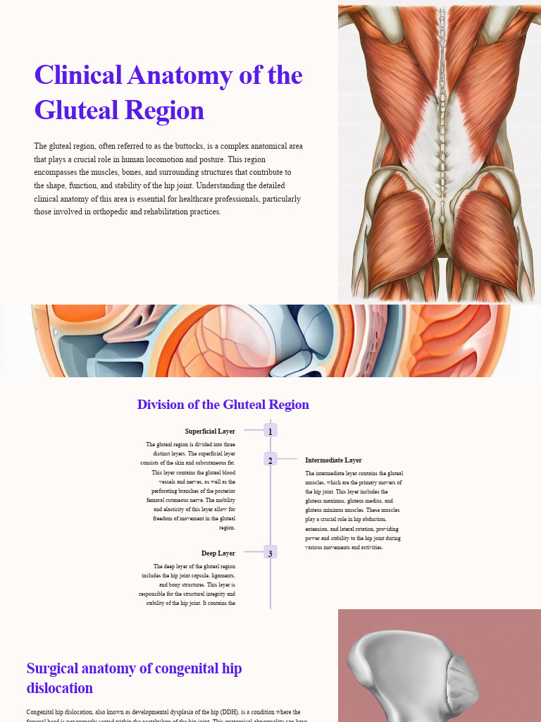 Clinical Anatomy of The Gluteal Region | PDF | Hip | Lower Limb Anatomy