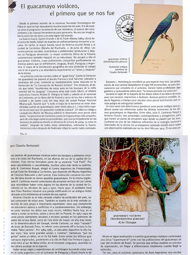 El Guacamayo Violáceo, El Primero Que Se Nos Fue (Bertonatti, 2016) | PDF