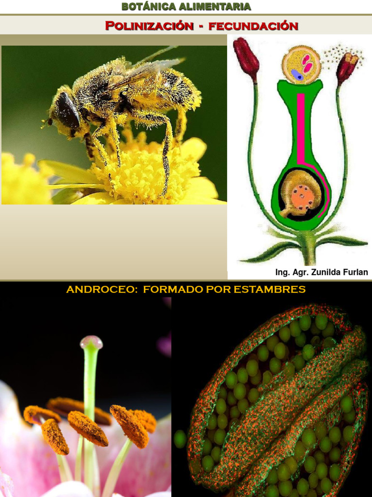 Polinización y Fecundación en Angiospermas | PDF | Polen | Semilla