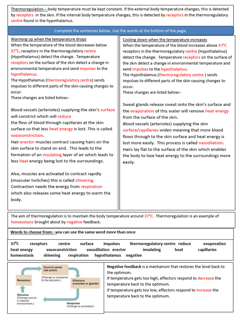 Answers New GCSE Thermoregulation Fill in The Gaps | PDF ...