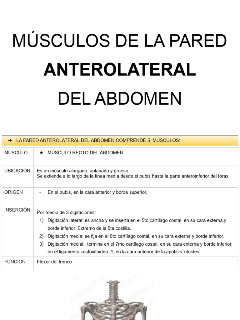 3 Músculos de La Pared Anterolateral Del Abdomen | PDF | Abdomen | Anatomía