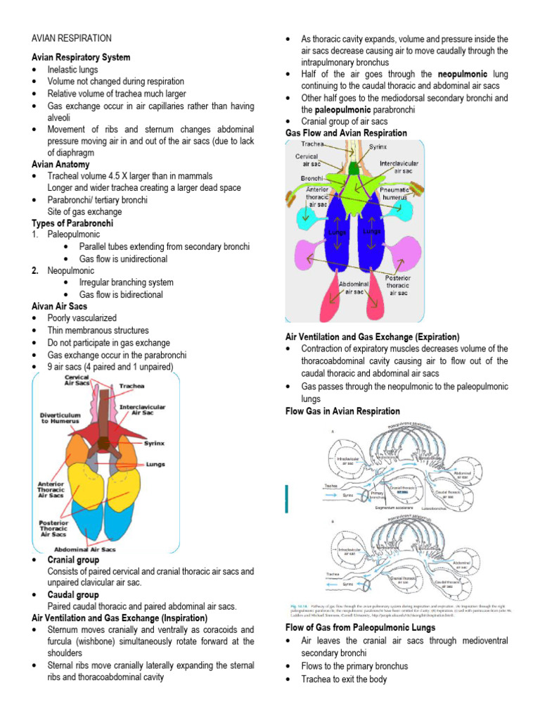 Avian and Digestive System | Download Free PDF | Respiratory System ...